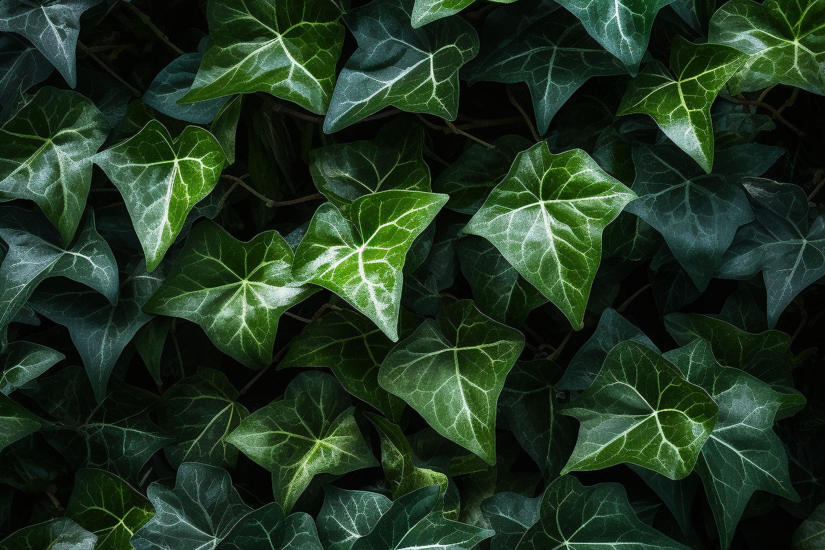 English Ivy Fragrance Oil – Wellington Fragrance