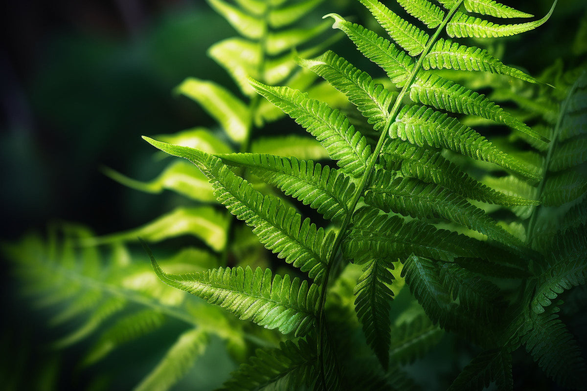 Fern Fragrance Oil – Wellington Fragrance
