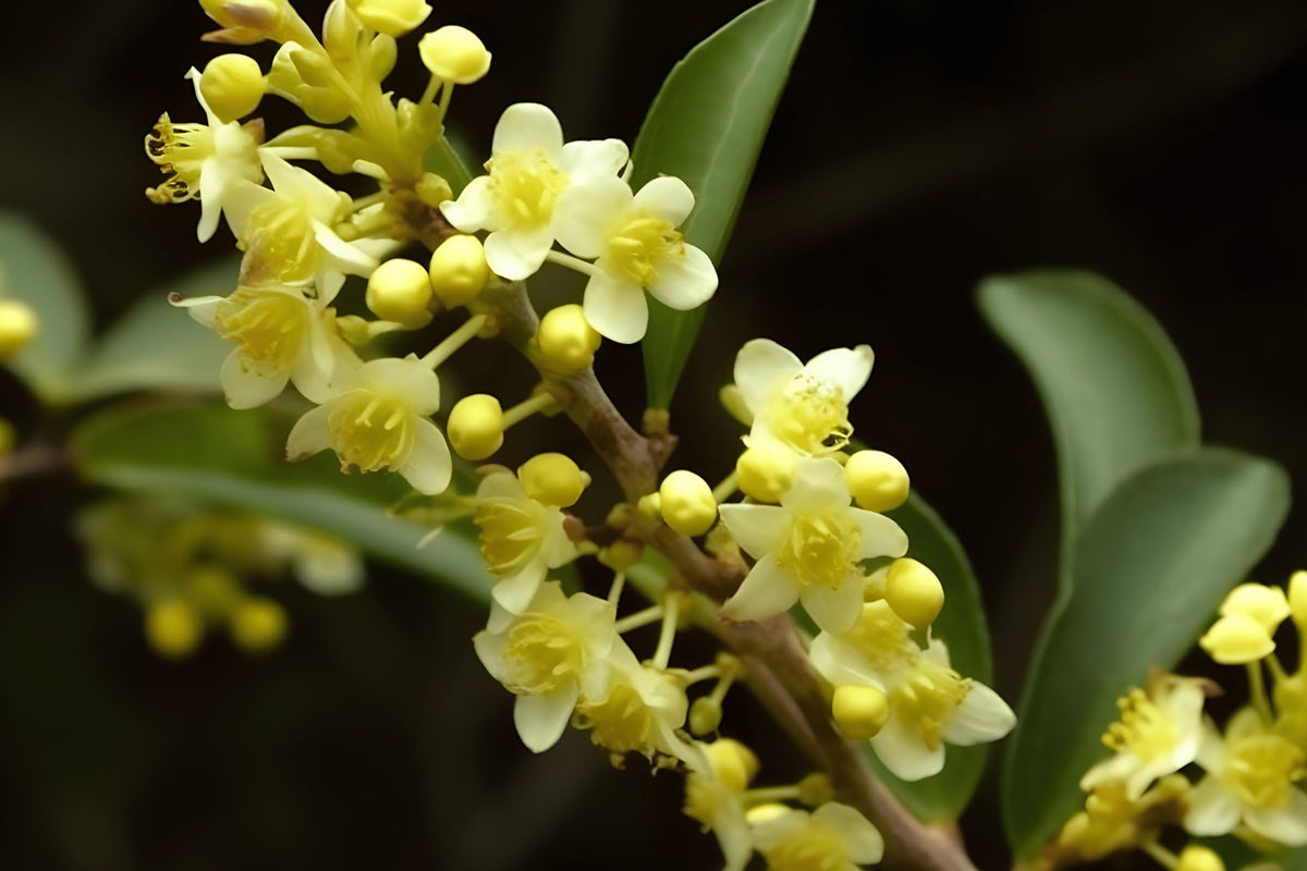 Litsea Cubeba-May Chang Essential Oil – Wellington Fragrance