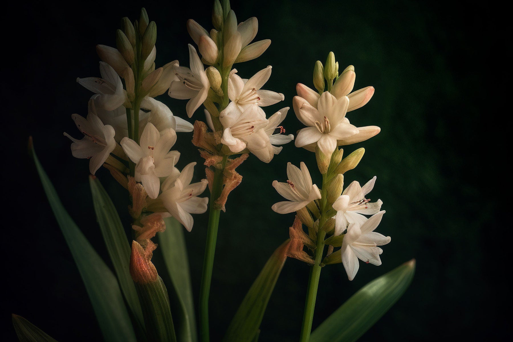 Tuberose Fragrance Oil – Wellington Fragrance